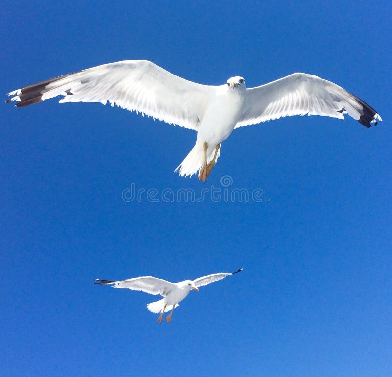 Seagull stock photo. Image of beautiful, seagull, blue - 58391602