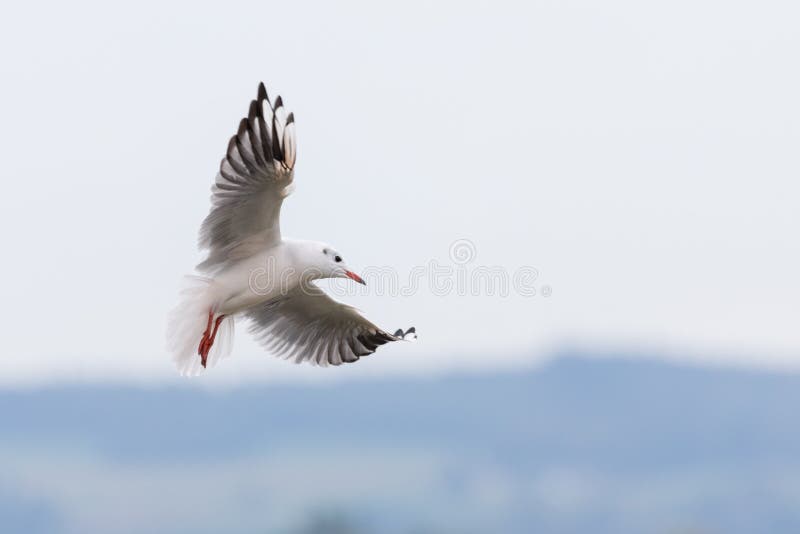 Seagull with Beautifully Curved Wings Stock Image - Image of nature ...