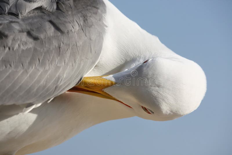 Seagull bird stock image. Image of head, care, blue, closeup - 12287257