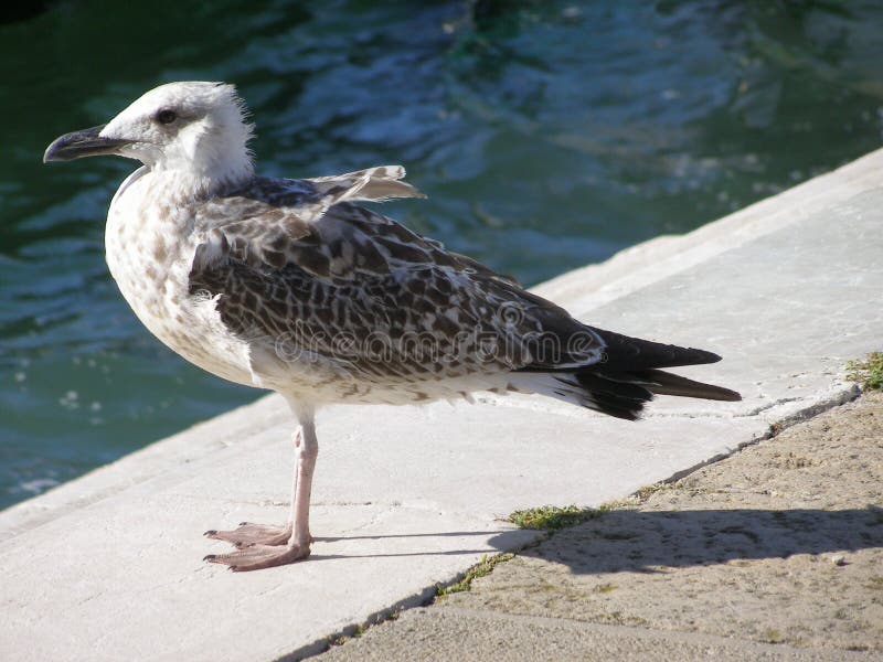 Seagull bird animal stock image. Image of birds, ornithurae - 298177415