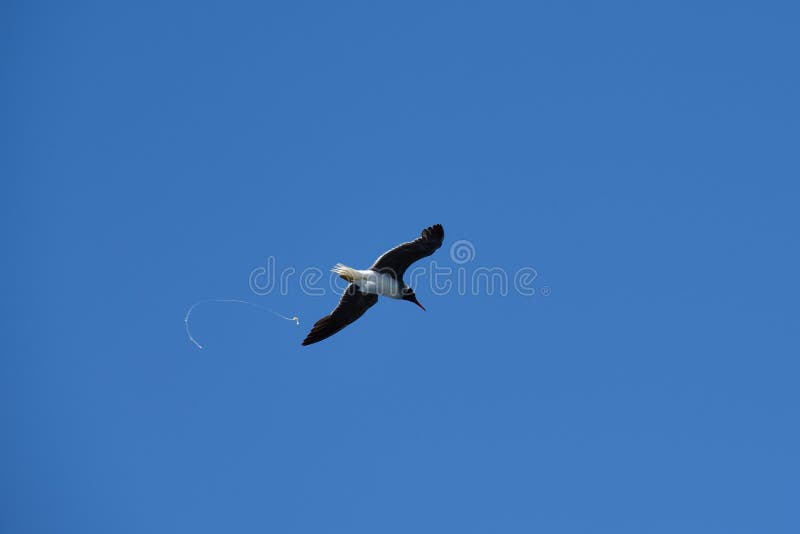 Seagull Pooping Stock Photos - Free & Royalty-Free Stock Photos from ...
