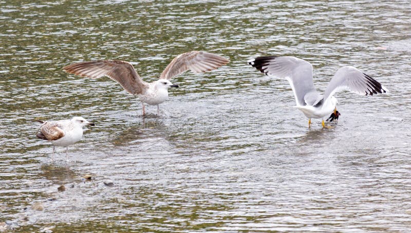 A Seagull Bird in Flight Over Water Stock Photo - Image of seagull ...