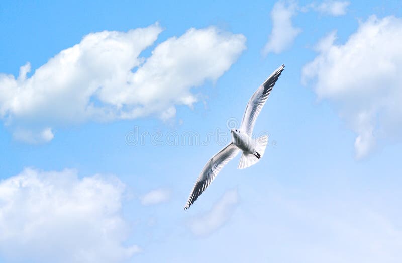 Seagull Bird Flying Against a Blue Sky with Clouds on a Clear Day, Copy ...
