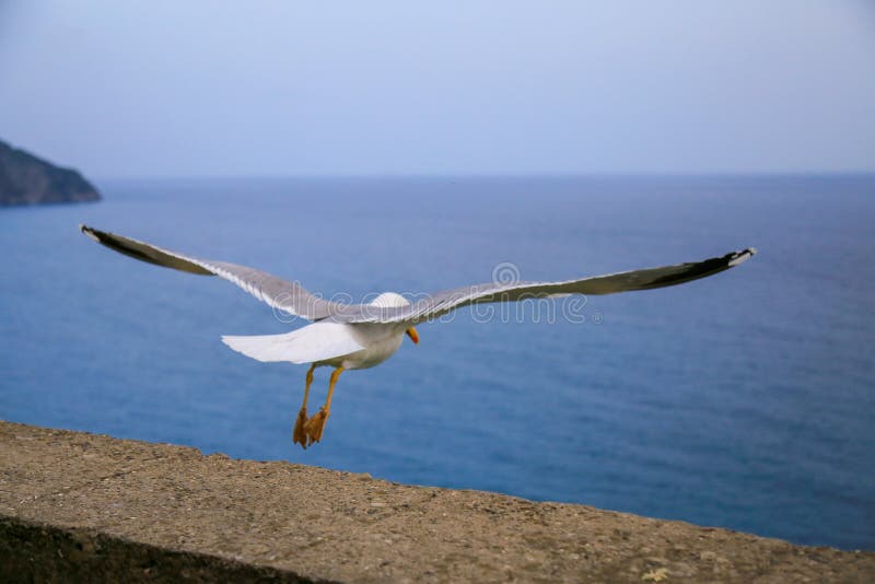 Seagull Bird Flying. Full Body Stock Image - Image of seabird, copy ...