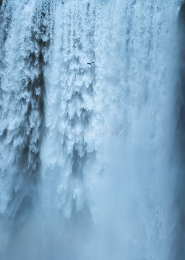 Seagull Bird Flying through Powerful Skogafoss Waterfall in Summer ...