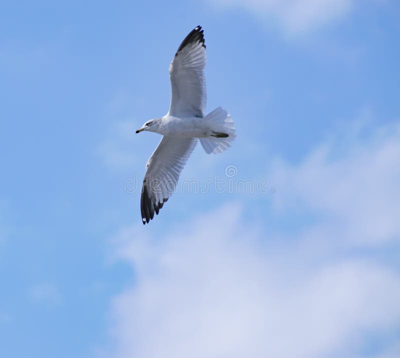 Seagull Bird Flying Up in the Sky Stock Image - Image of wind, flight ...