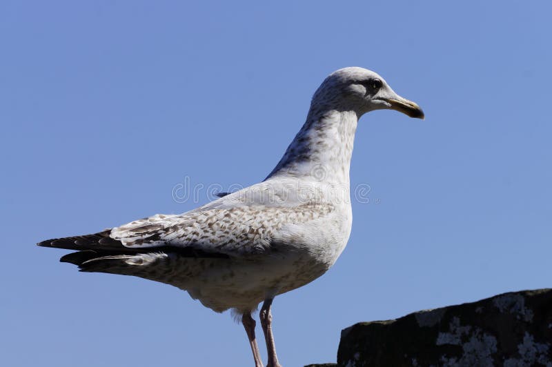 Seagull stock image. Image of gull, young, wildlife, white - 55617231