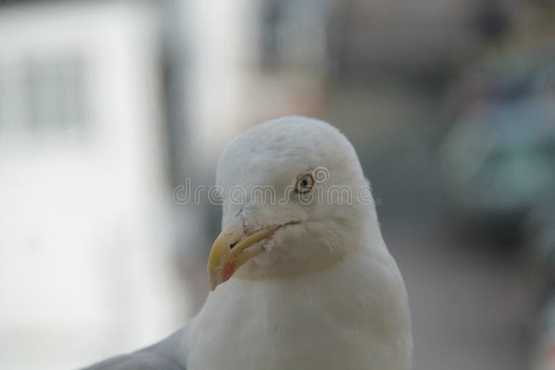 Seagull Bird. stock image. Image of nature, plumage - 163073983