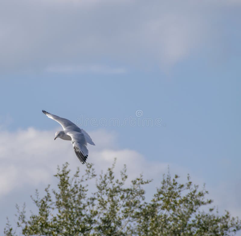 Seagull Bird Hovered Over the Tree Top Stock Photo - Image of seagull ...
