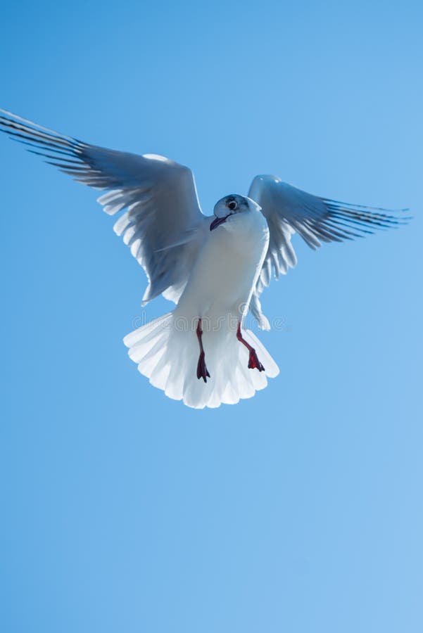 Seagull bird hovering stock photo. Image of larus, bird - 62357166