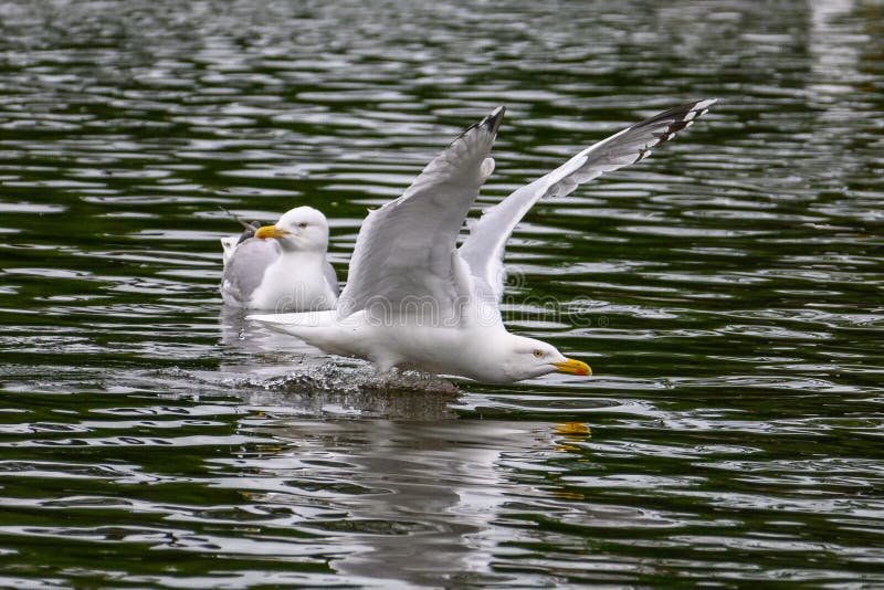 Seagull Bird Landing in Water Stock Image - Image of heron, nature ...