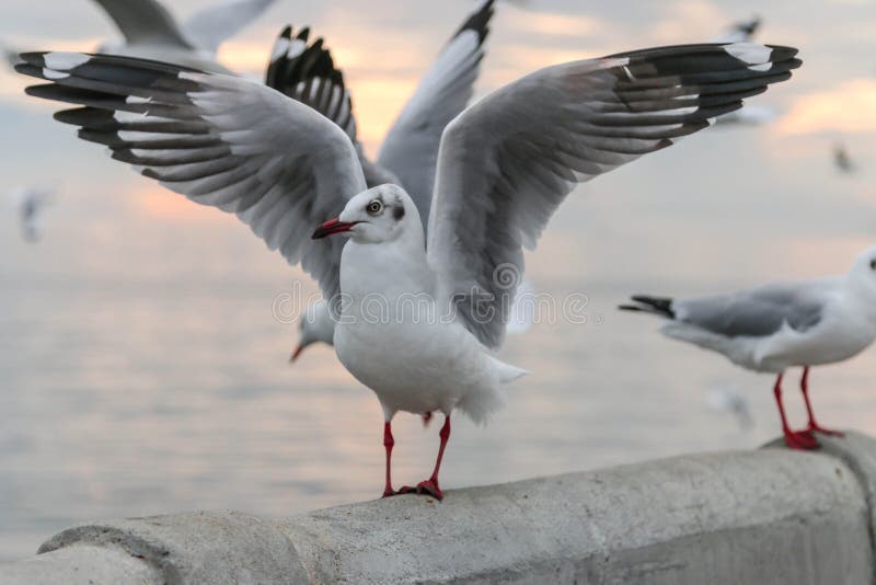 Diplodocus Dinosaur Full Skeleton Photo-realistc Rendering. Stock ...