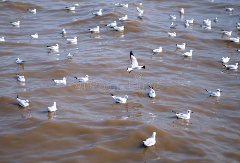 Seagull is a Bird Migration To Bangpoo Stock Image - Image of seacoasts ...