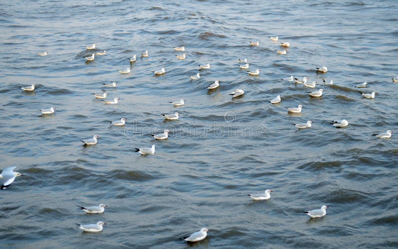 Seagull is a Bird Migration To Bangpoo Stock Photo - Image of white ...