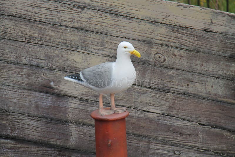 Seagull Bird Model. stock photo. Image of flight, outdoors - 230916416