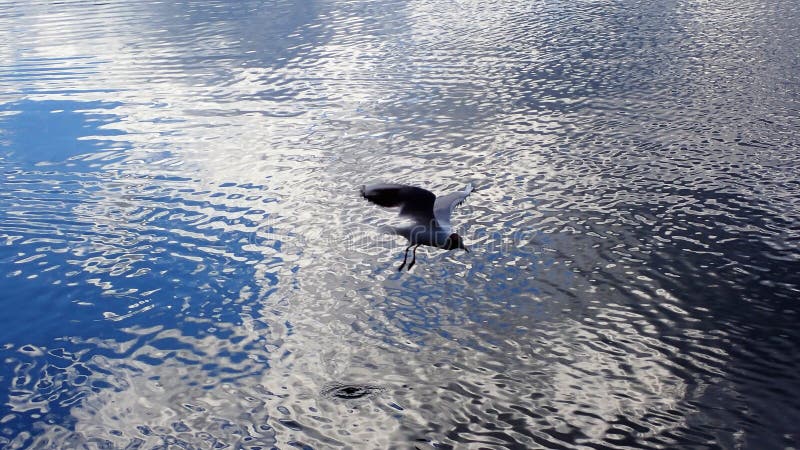 A Seagull Bird Flying Over a Beautiful Lake with Light Reflections in ...
