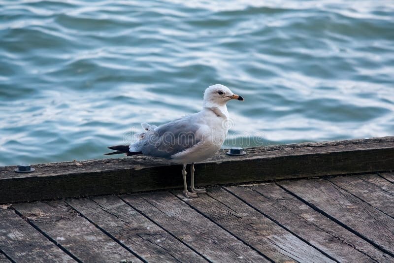 Seagull bird on quay stock image. Image of windy, nature - 41916603