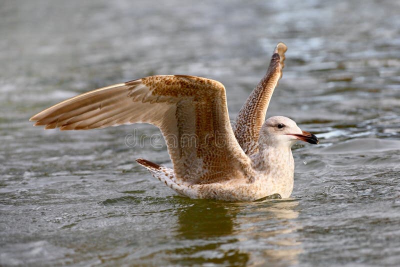 Seagull on the Ice on the River in Bright Sunny Spring Day Stock Photo ...