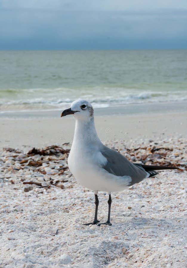 Seagull Bird Resting on a Sandy Beach in the Gulf of Mexico, Florida ...