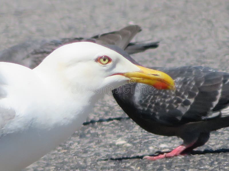 Seagull Bird Scavenger Bird Beak Feathers Aquatic Stock Image - Image ...