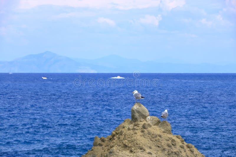 Seagull Bird or Seabird Standing Feet on Sea Beach Stock Photo - Image ...