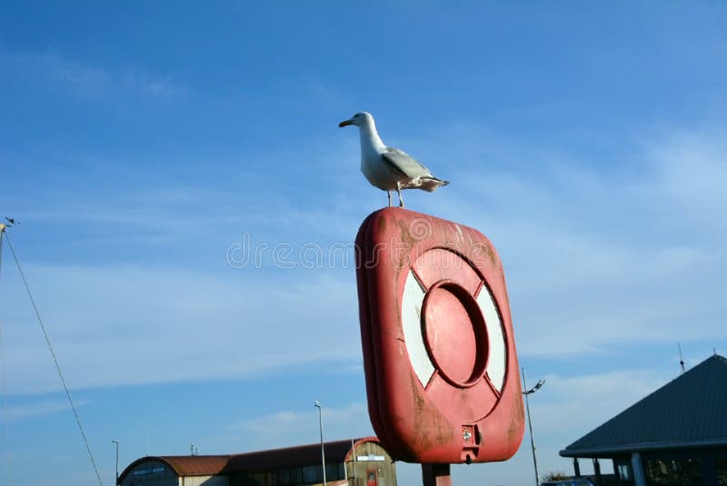 A Seagull Bird Stands on a Sign on a Ship Against a Sky Background ...