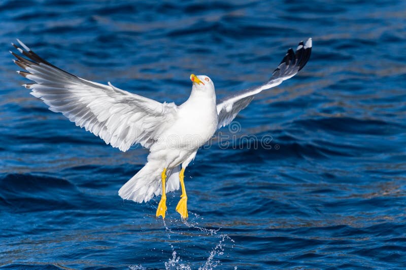 Seagull bird take-off stock image. Image of diagonal - 43511005