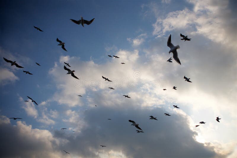 Seagull Birds Fly Above the Surface of Sea Stock Photo - Image of ...