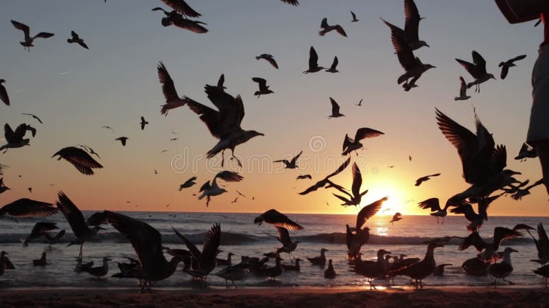 Seagull Birds Flying on the Beach at Sunset Stock Video - Video of wild ...