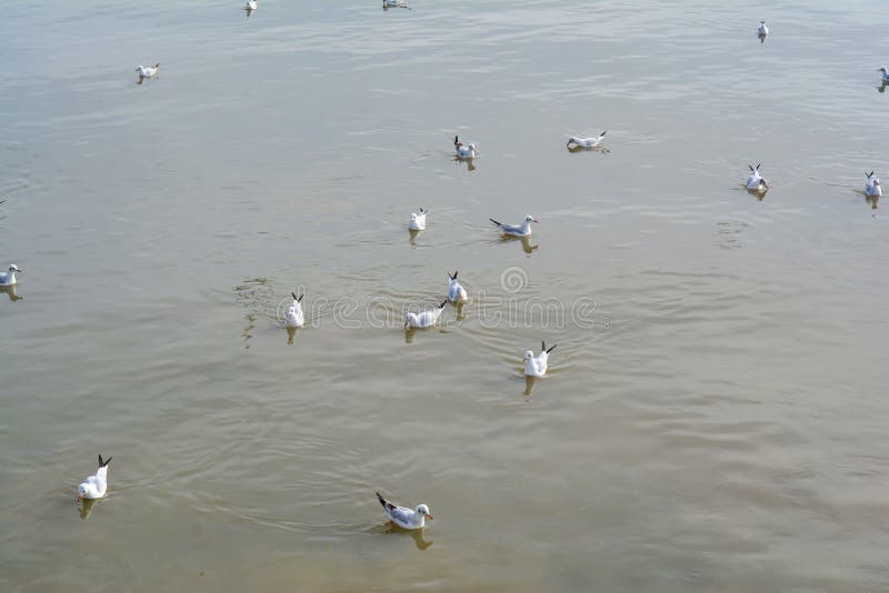 Seagull birds on the water stock photo. Image of water - 63380994