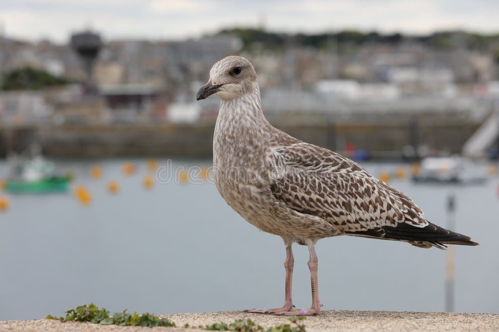 Seagull with Black Beak that Controls the Islands Stock Image - Image ...