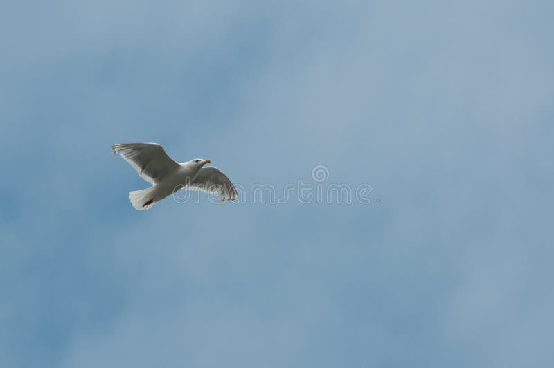 Seagull on blue background stock image. Image of soar - 21739411