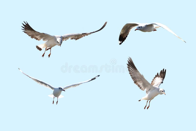 Seagull on a Blue Background, Many Styles,with Clipping Path Stock ...