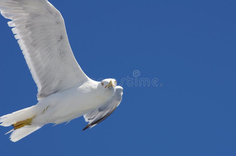 Seagull on the Blue Background Stock Image - Image of view, turned ...