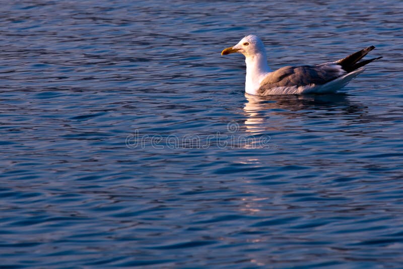 Seagull on a blue sea stock image. Image of reflection - 11250251