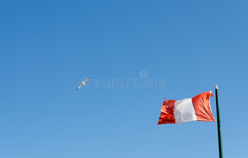 Seagull on flag pole stock photo. Image of white, herring - 137813358