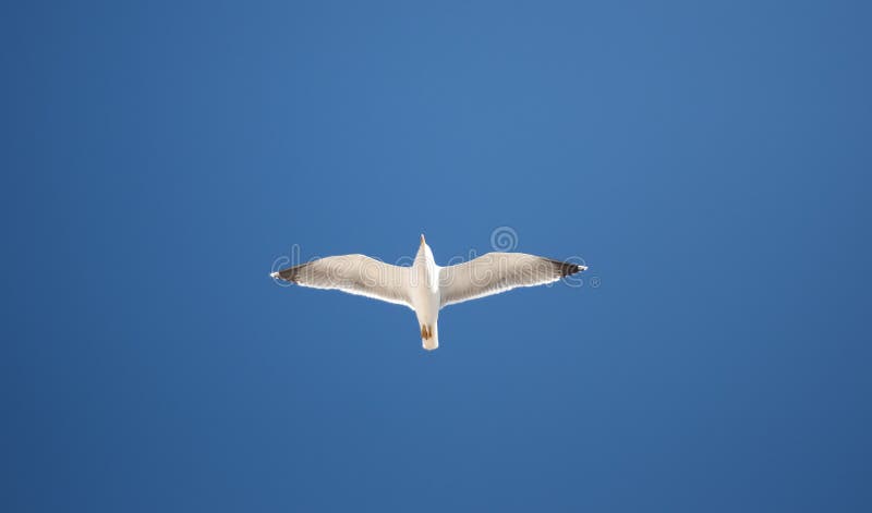 Seagull stock image. Image of perspective, seagull, bird - 85606949