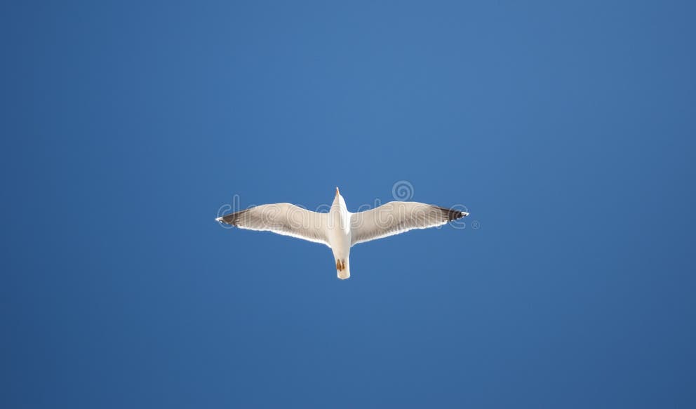 Seagull stock image. Image of perspective, seagull, bird - 85606949