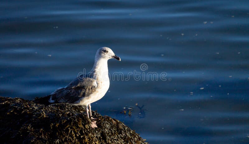 Seagull on Blue Water Background Stock Image - Image of blue, ocean ...