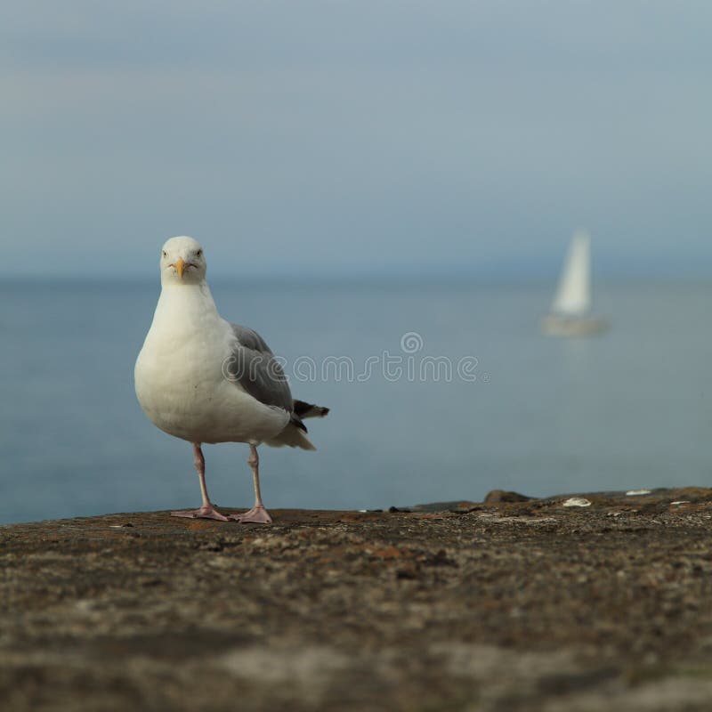 Seagull with Boat stock image. Image of bird, sail, gull - 45121265