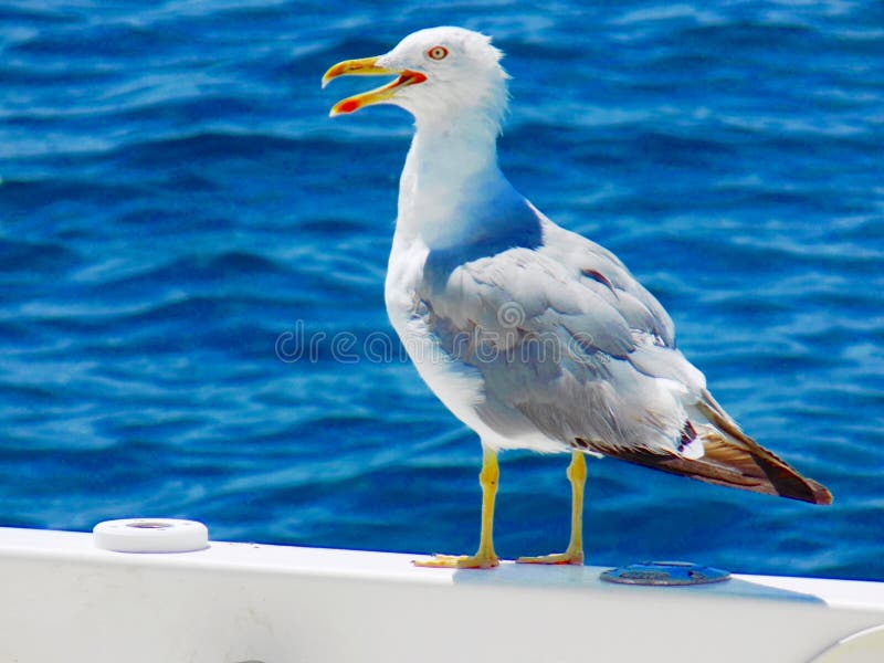 Seagull on boat stock image. Image of holiday, aqua, cruise - 66293035