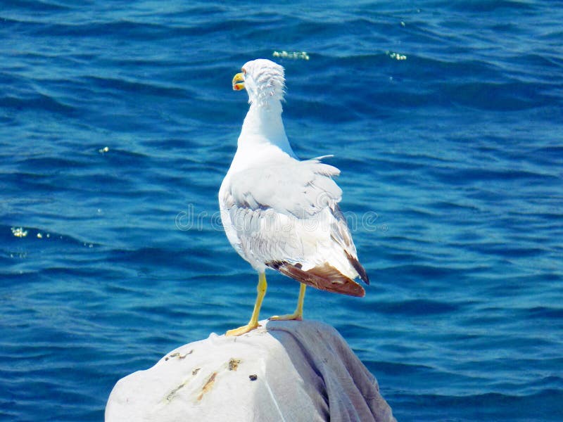 Seagull on boat stock photo. Image of ocean, animal, body - 66293128