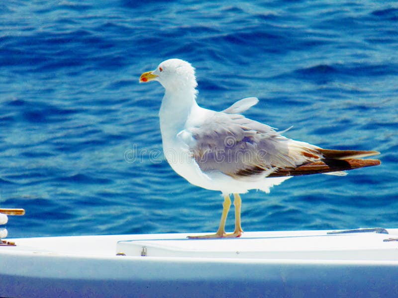 Seagull on boat stock photo. Image of ship, coast, nature - 66515658