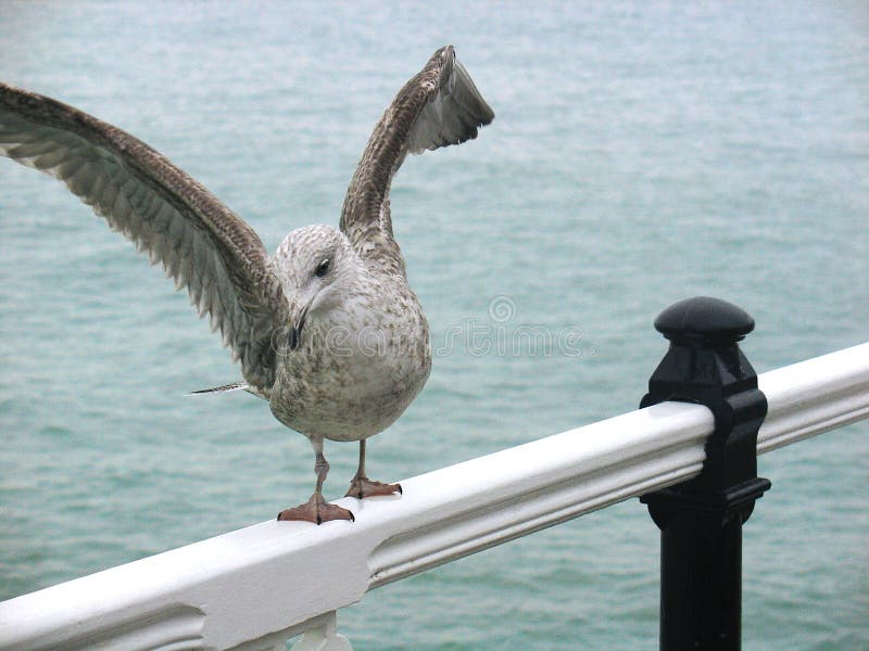 Seagull in Brighton Pier stock photo. Image of brighton - 27697302
