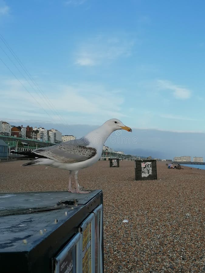 Seagull at Brighton beach stock image. Image of sand - 247582779