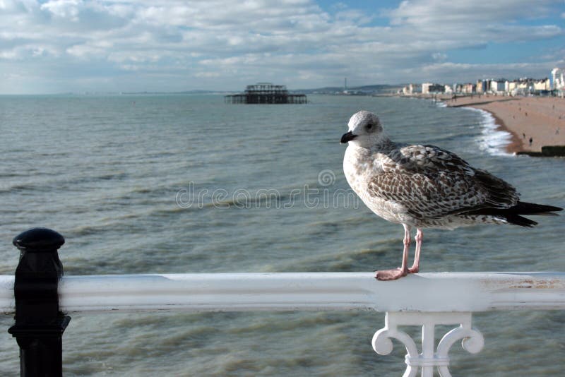 Seagull On Promenade In Brighton Stock Photo - Image of promenade ...