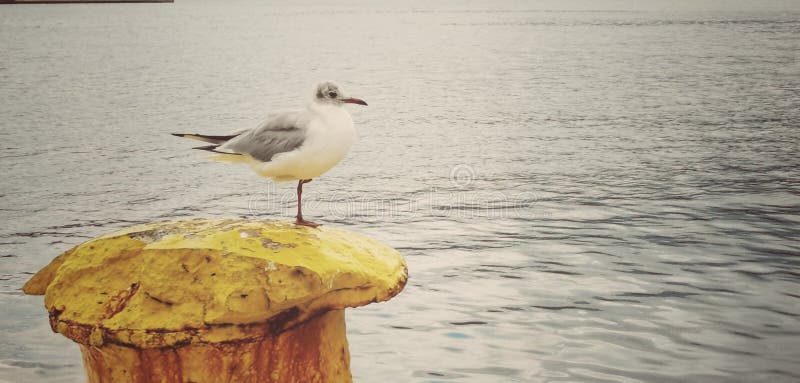 Seagull with broken leg stock photo. Image of bird, broken - 169079600