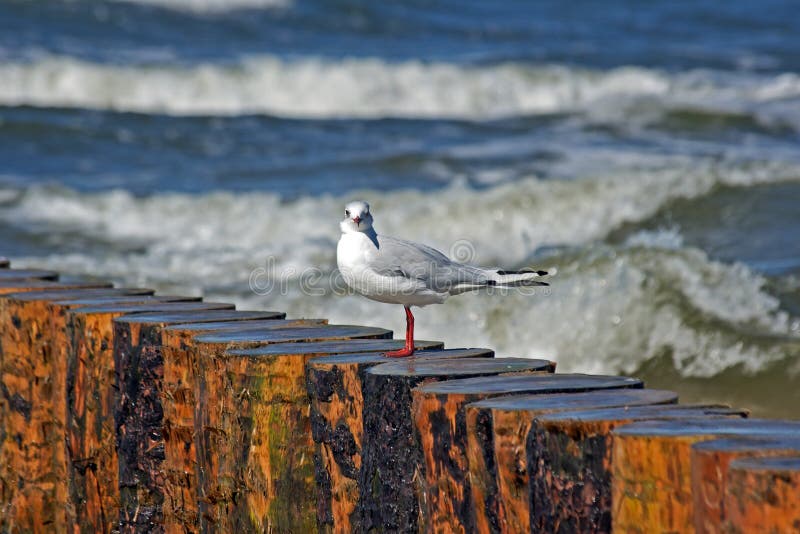 Seagull on the bulwark stock photo. Image of animal, summer - 24406574