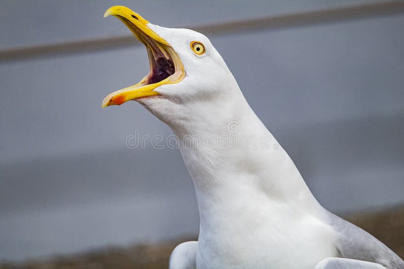 Seagull calling out stock photo. Image of white, wing - 233603006