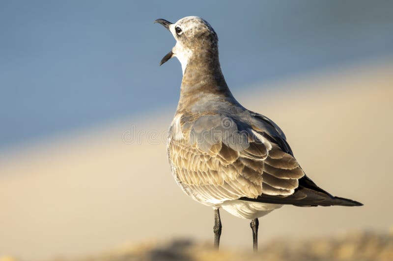 Seagull Calling Out stock photo. Image of wildlife, finch - 338290294